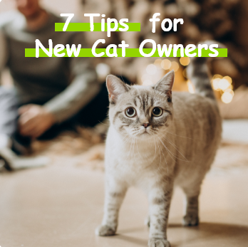 Why Does My Cat Dip Their Paw in Their Water Bowl?